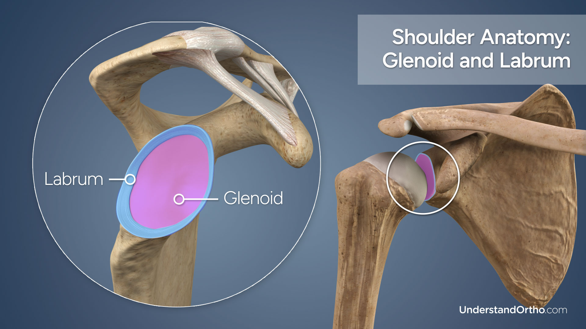 Shoulder Anatomy Labrum