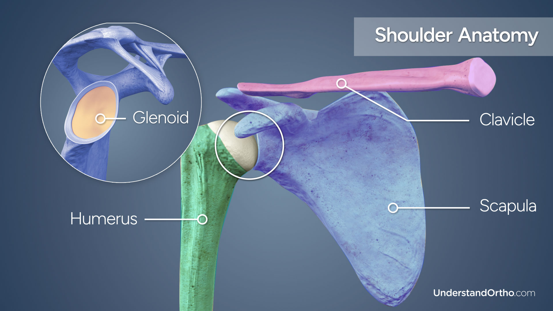 Reverse Total Shoulder Replacement Before After 55 OFF